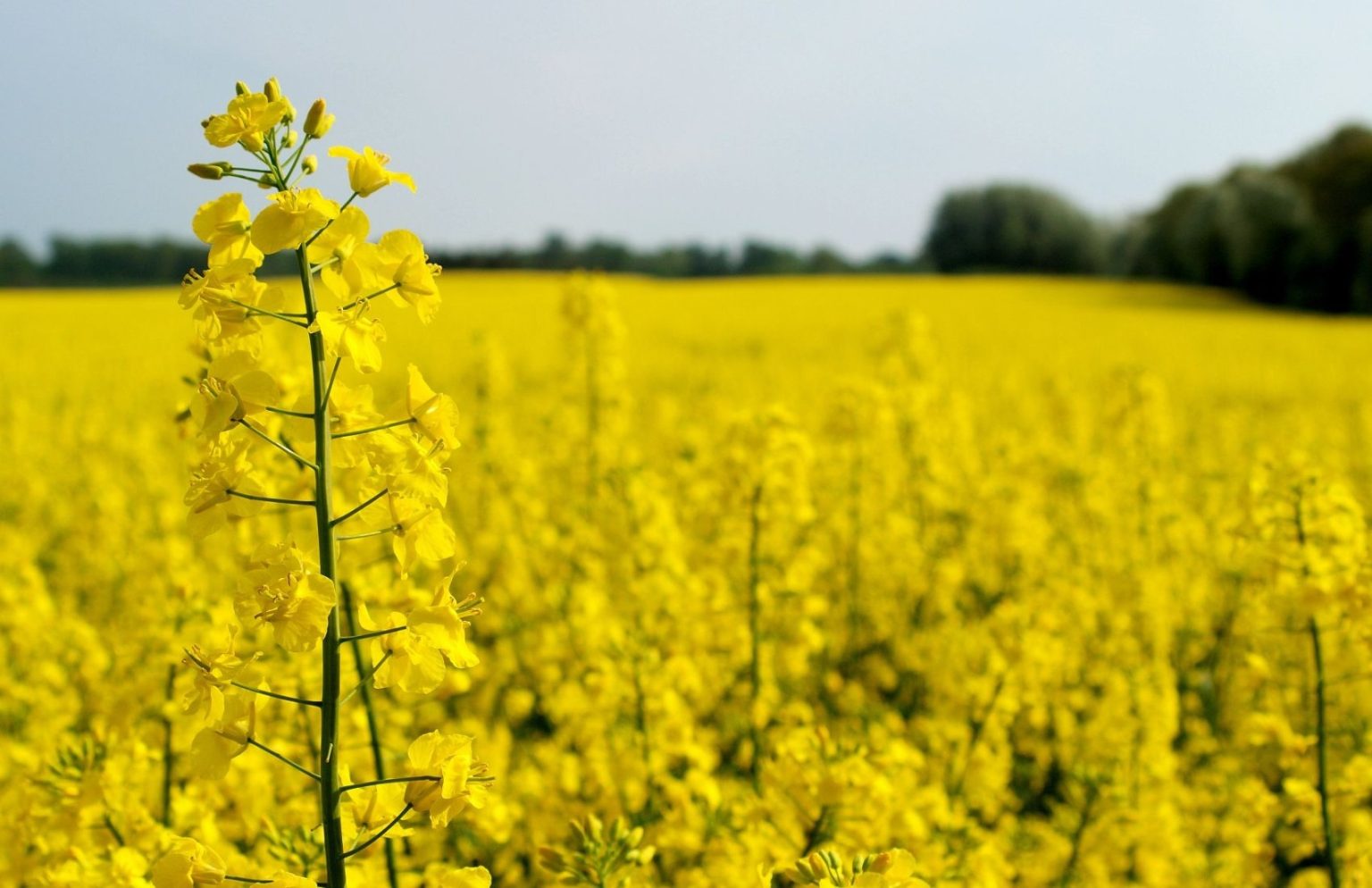 Kazakhstan begins rapeseed seed exports to China for the first time