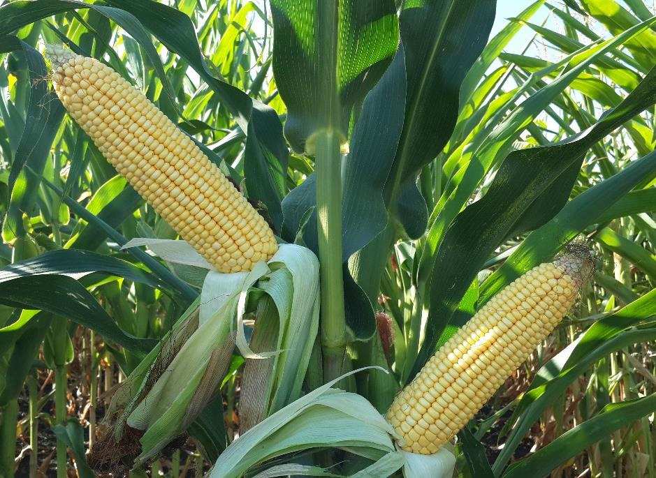 2020/21 Brazil Corn - Frost/Freeze Could Impact Safrinha Corn