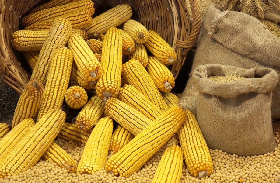 Ukraine corn exports push grain volumes 20% higher to 35m mt