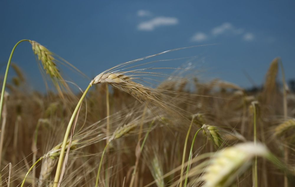 Ukraine collected its first million tonnes of grain