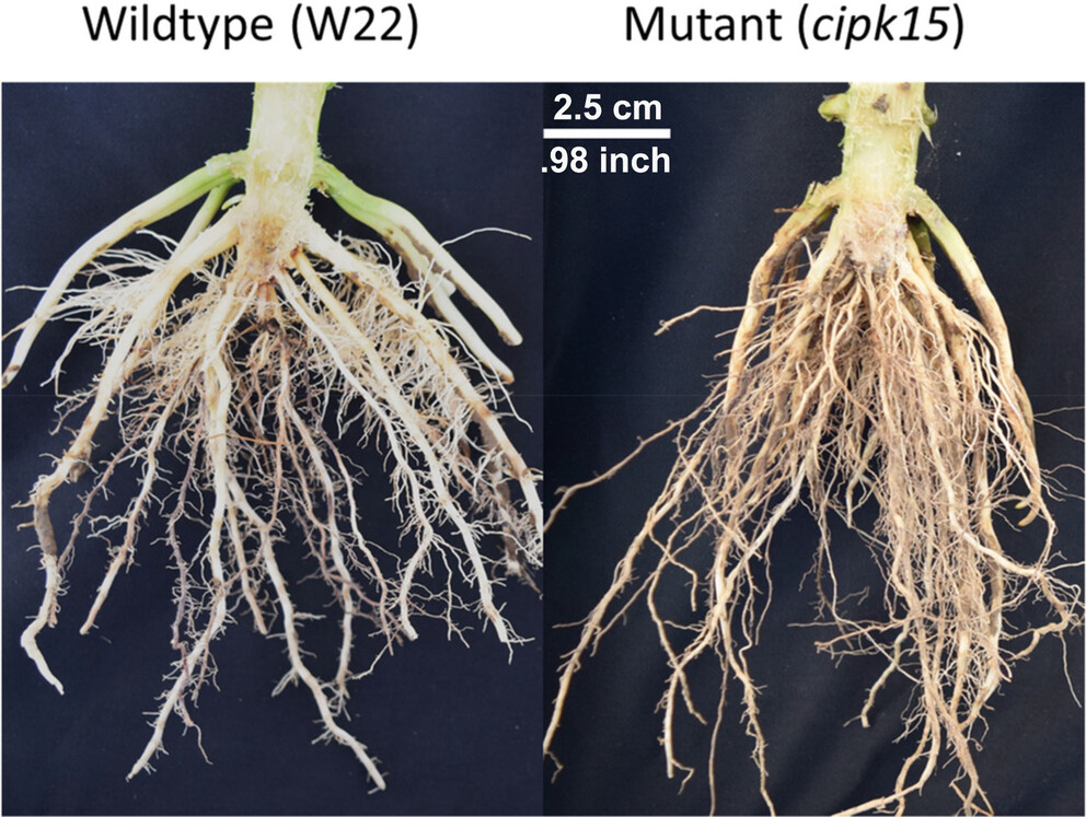 Researchers identify a gene that regulates the angle of root growth in ...